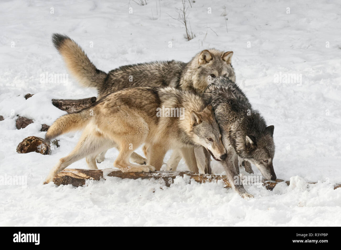 Gray Wolf Pack Canis