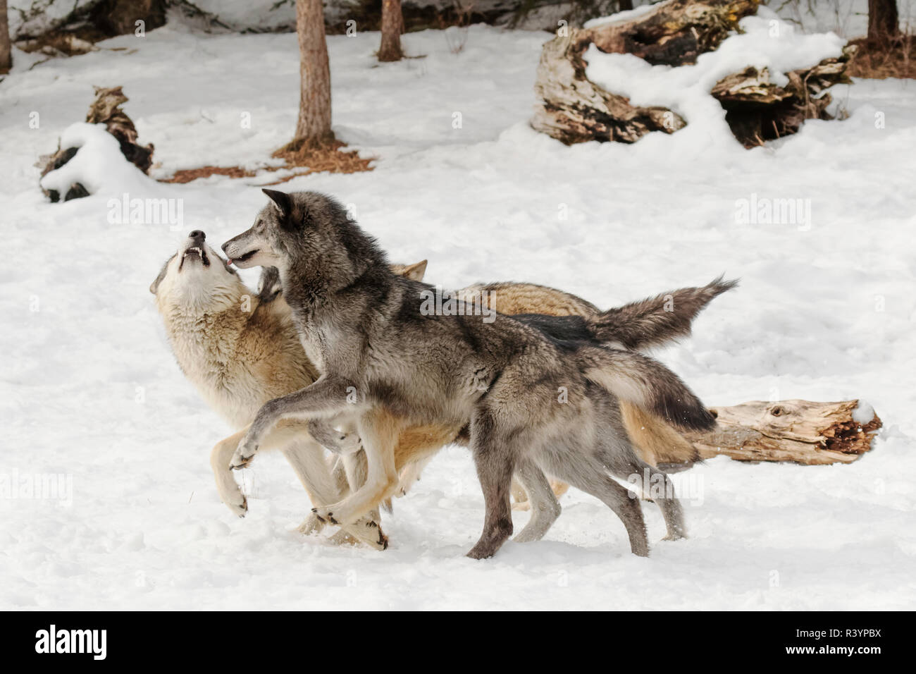 Gray Wolf or Timber Wolf, (Captive) Canis lupus, Montana Stock Photo ...