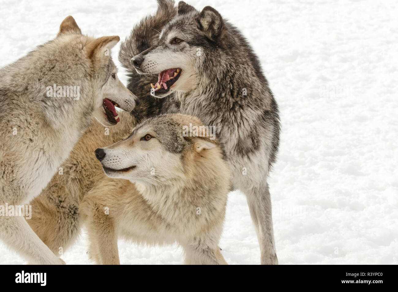 Gray Wolf or Timber Wolf, (Captive) Canis lupus, Montana Stock Photo ...