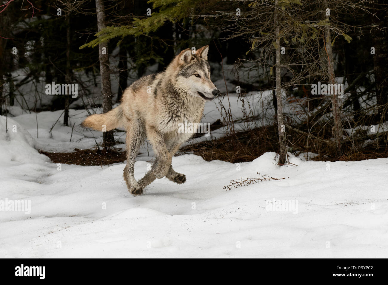 Gray Wolf or Timber Wolf Running in snow, (Captive) Canis lupus ...