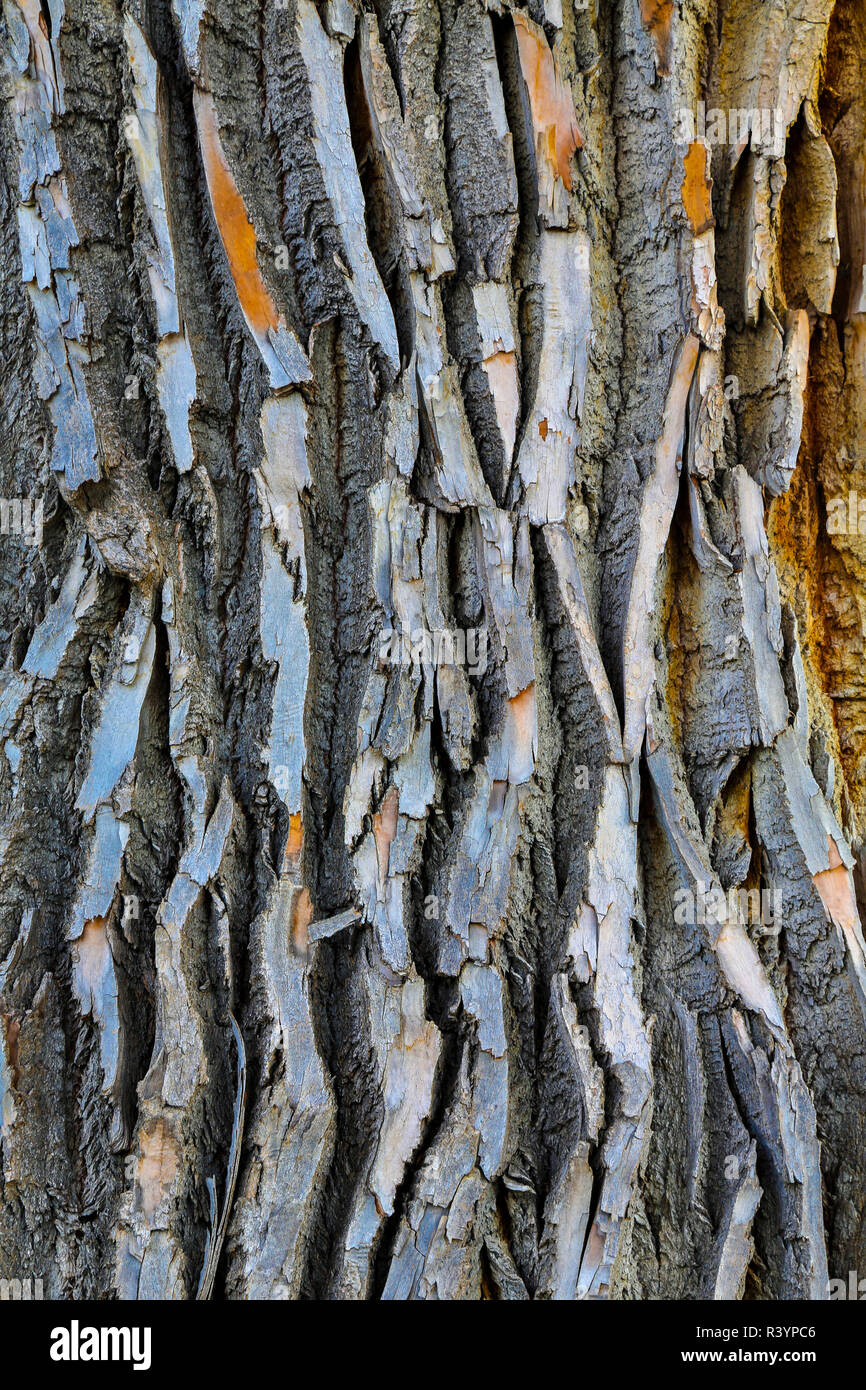 Pattern in tree bark, Montana Stock Photo - Alamy