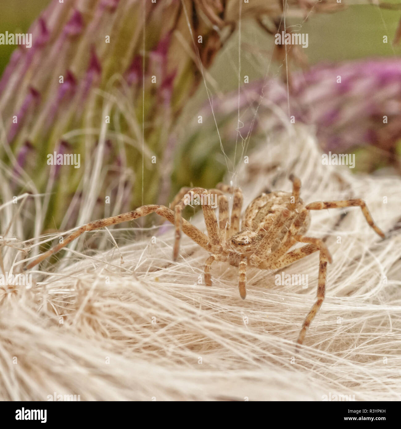 Running Crab Spider Stock Photo - Alamy