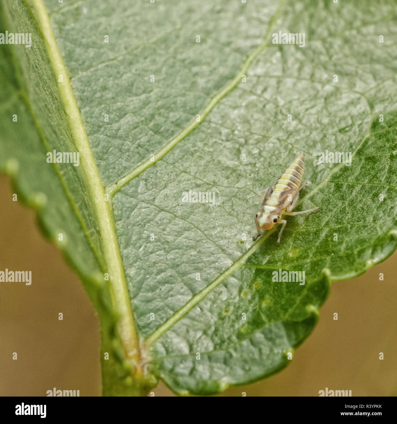 Hemiptera larva hi-res stock photography and images - Alamy