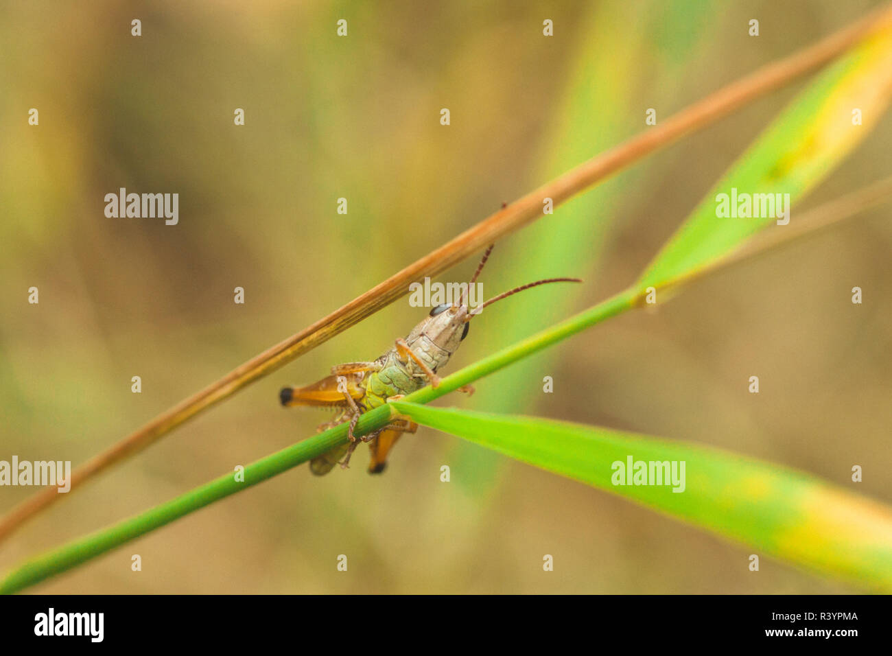 Underside of a Grasshopper Stock Photo - Alamy