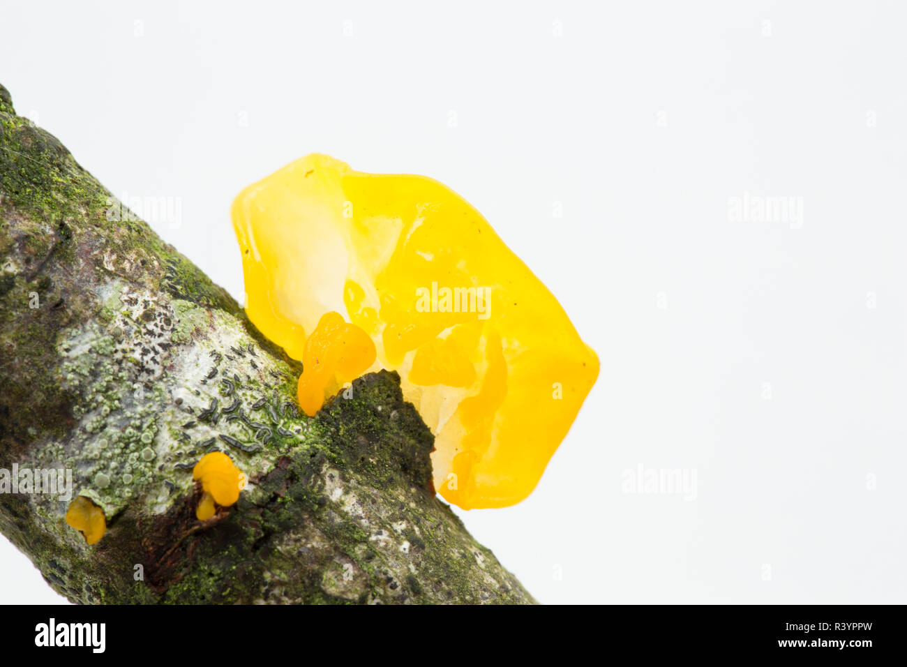 Yellow fungus hi-res stock photography and images - Alamy