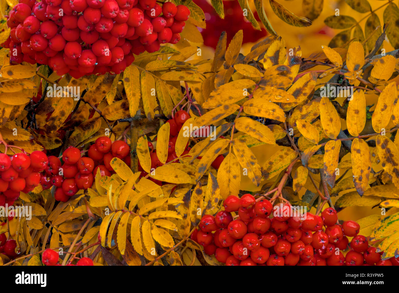 Mountain ash tree in vibrant fall colors in Whitefish, Montana, USA ...