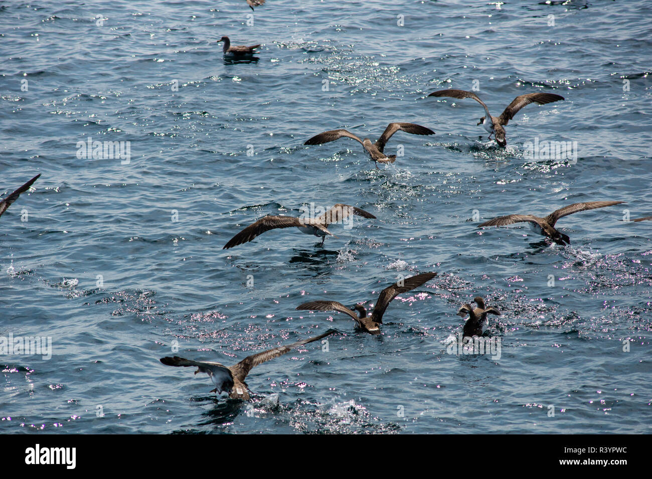 Cape cod water birds hi-res stock photography and images - Alamy