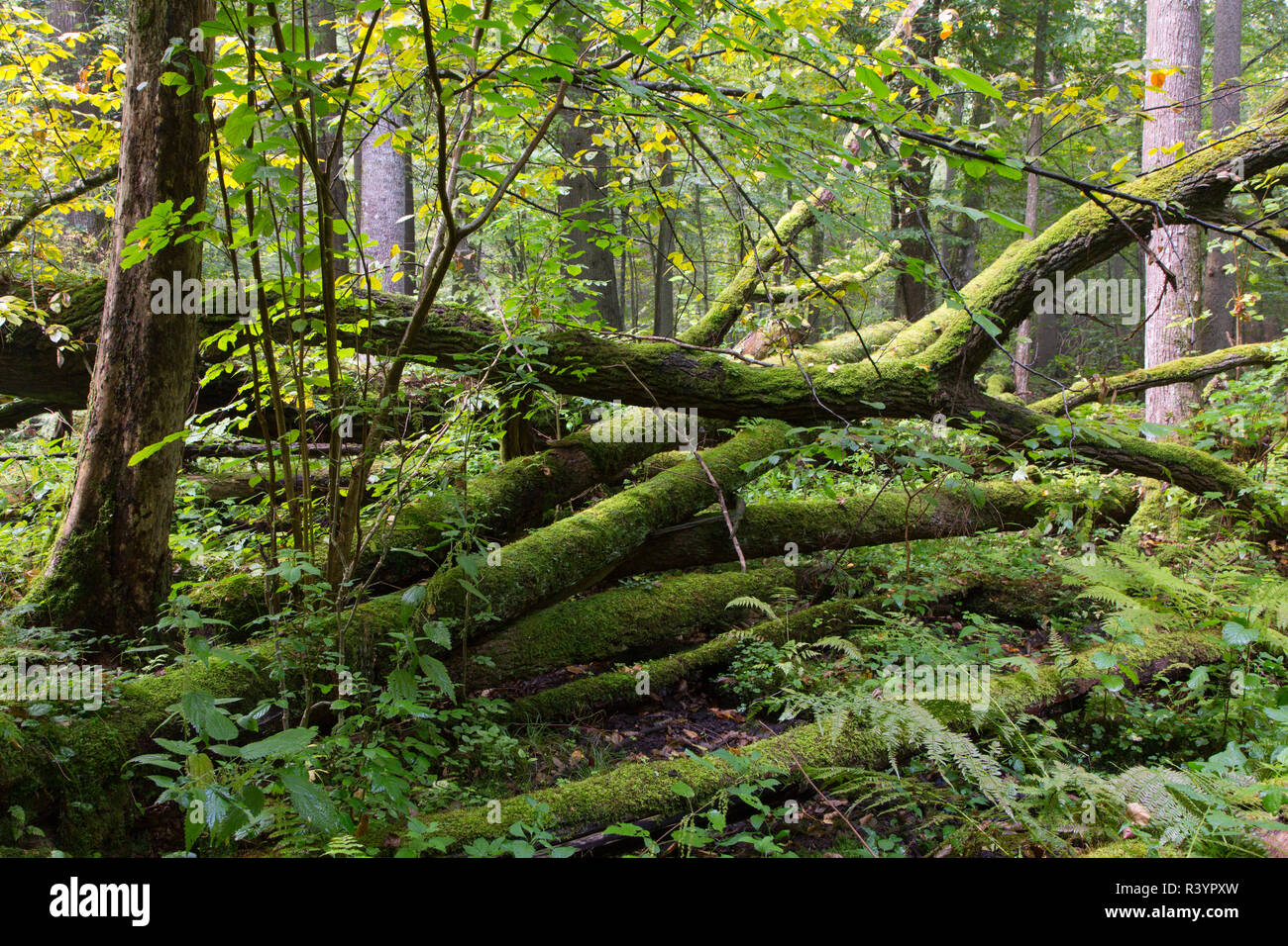 old oak tree broken in the summertime forest Stock Photo - Alamy