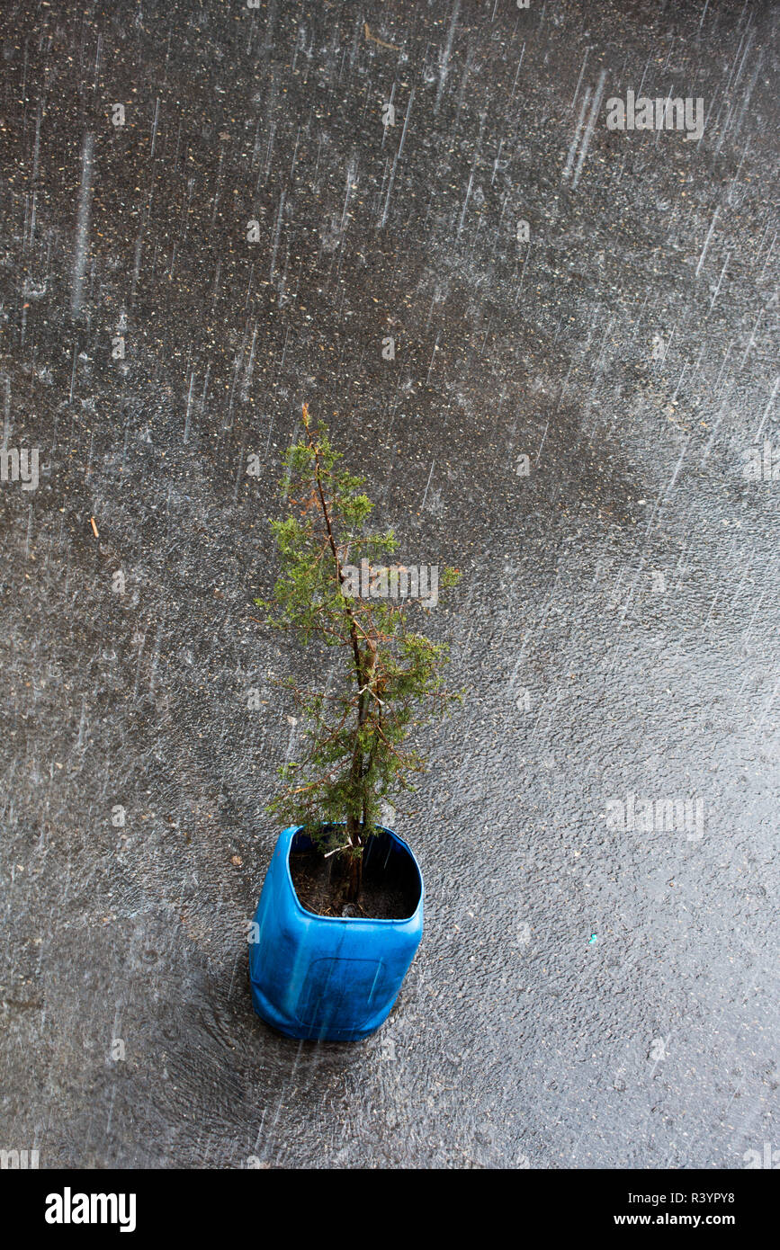 Tree in a blue plastic bucket on a rainy day Stock Photo - Alamy