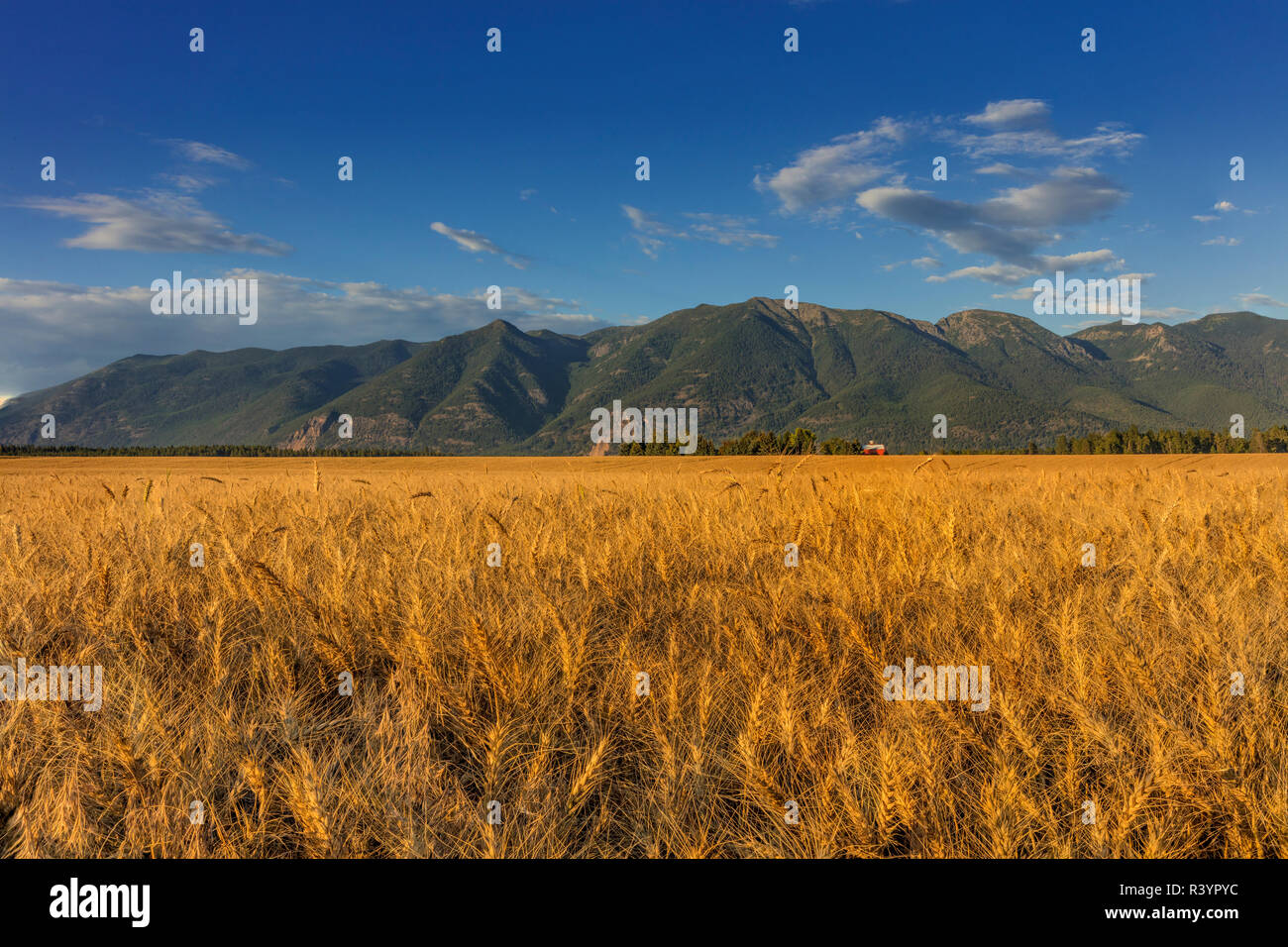 Mature field of wheat with Swan Mountains in background in the Flathead ...