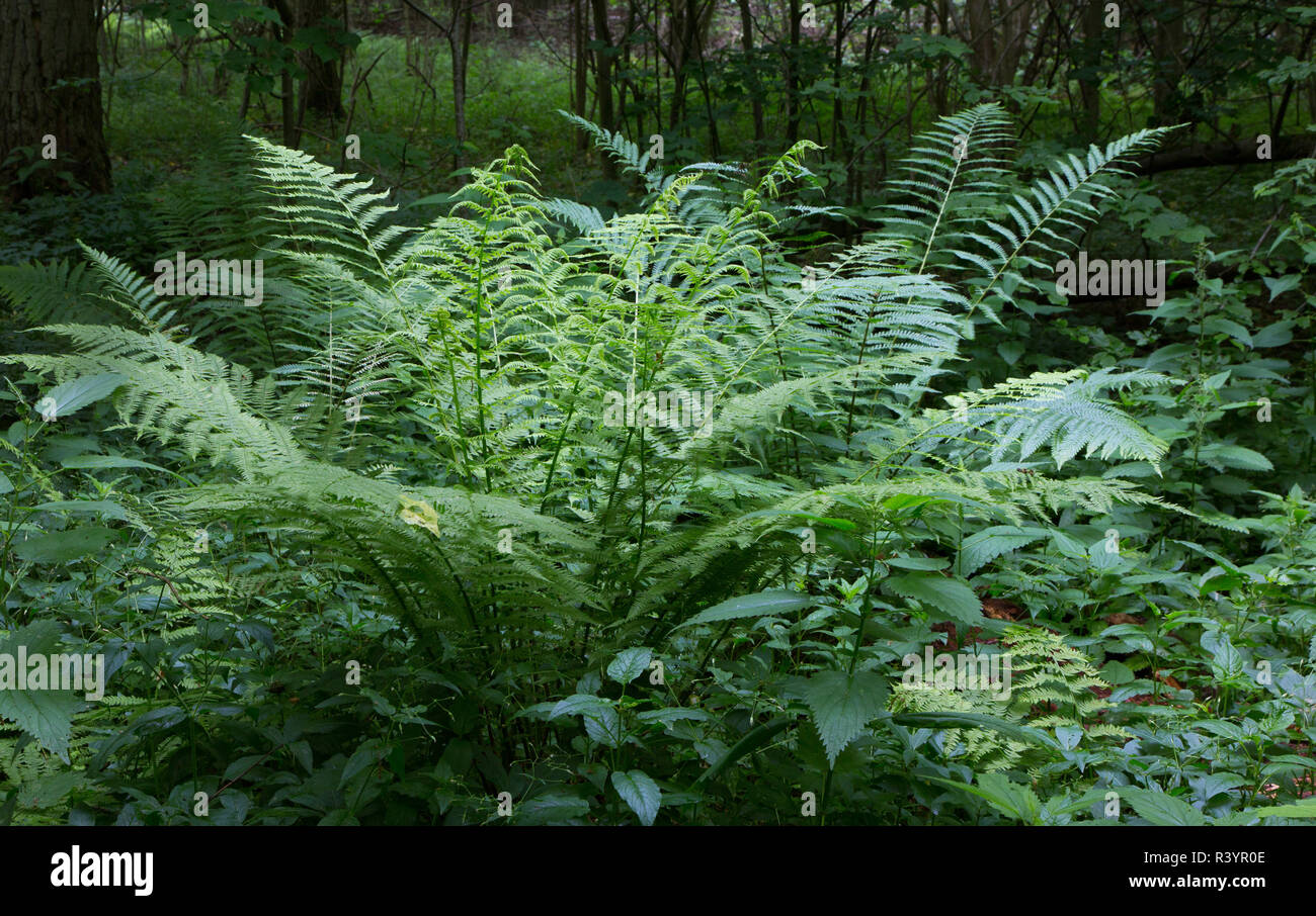 large fern bunch in summer forest Stock Photo - Alamy