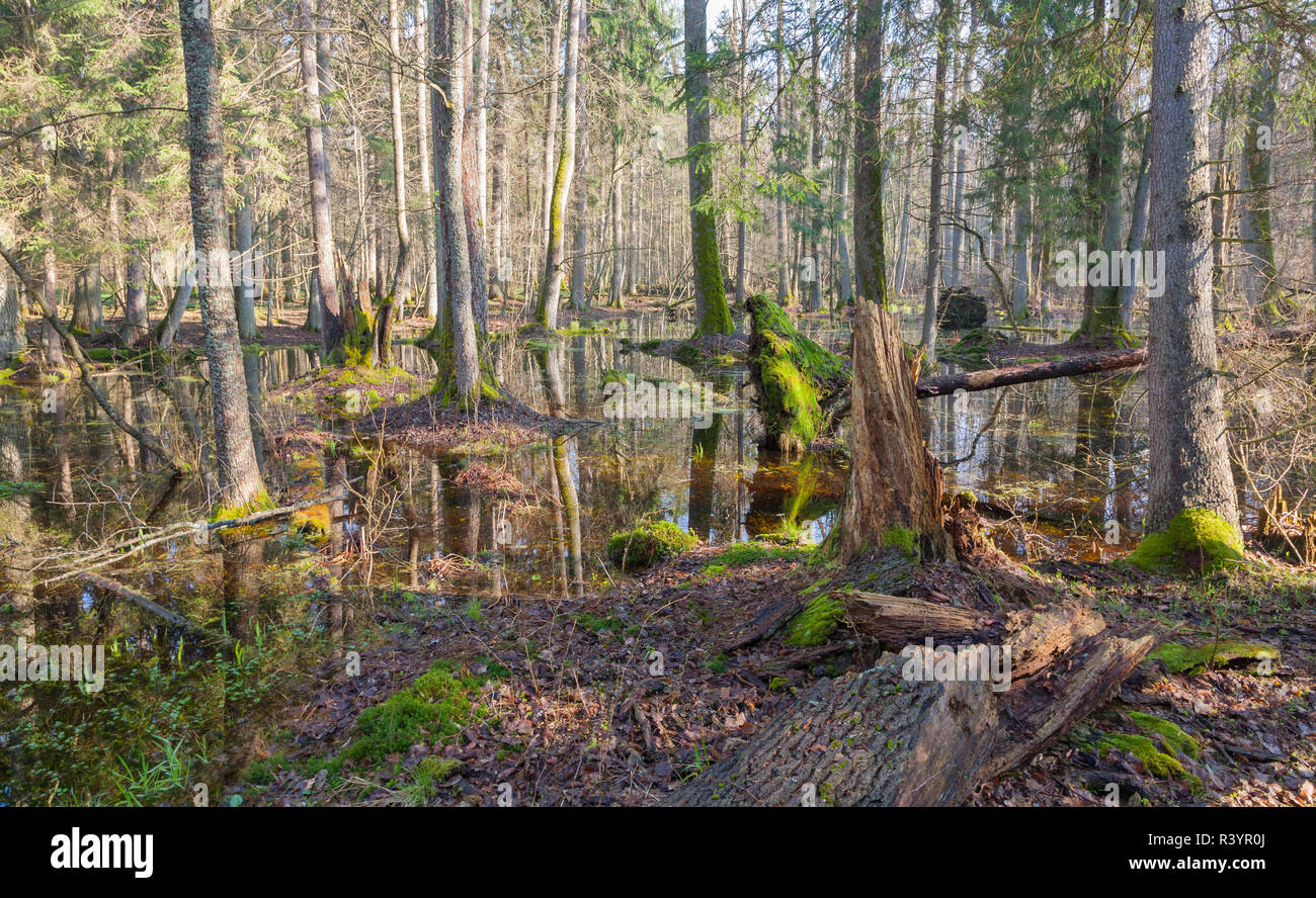 Fresh water swamp forest hi-res stock photography and images - Alamy
