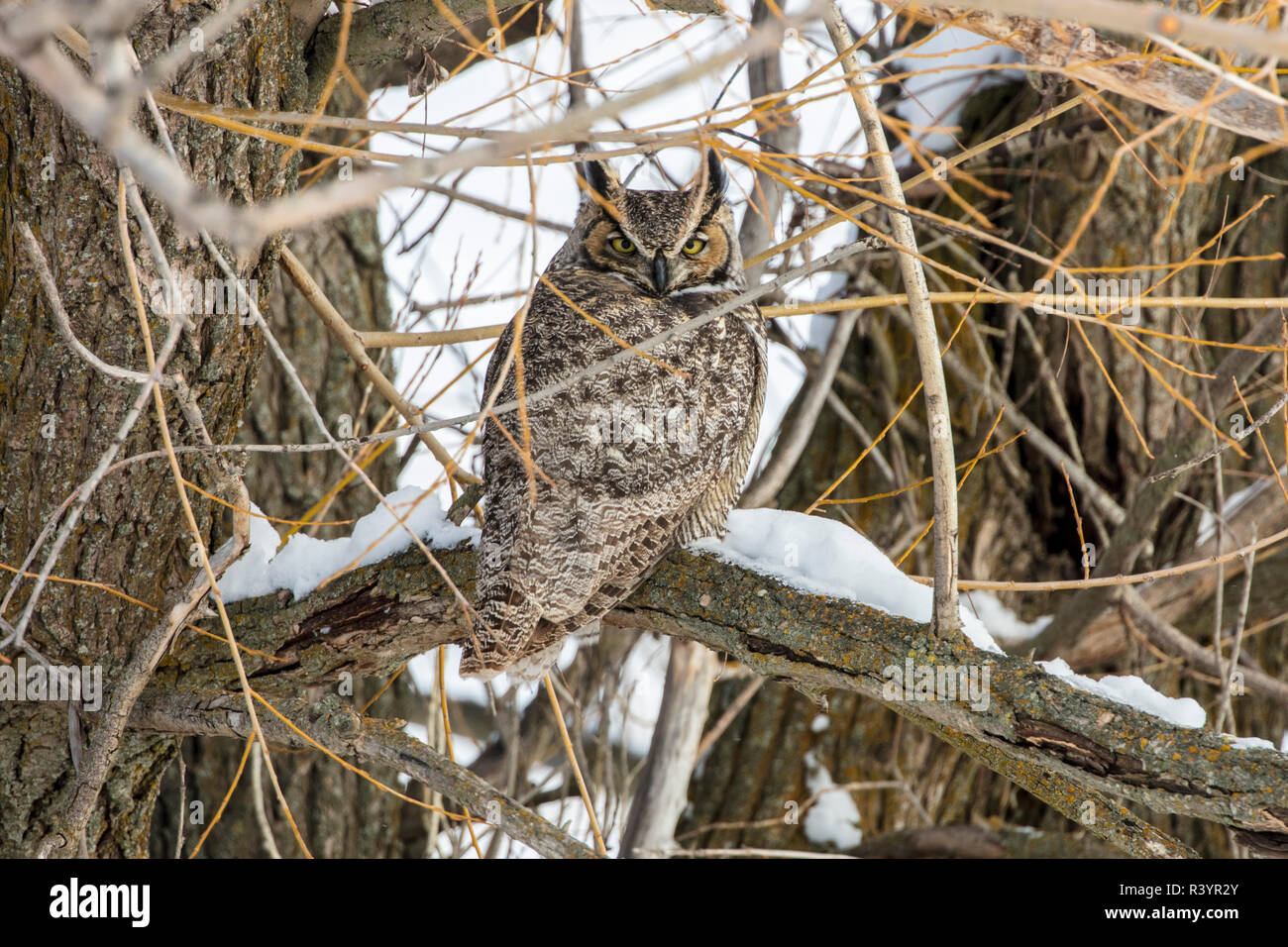 Great horned owl in the Mission Valley, Montana, USA Stock Photo - Alamy
