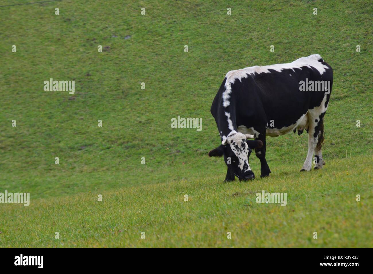 Vosges cattle hi-res stock photography and images - Alamy