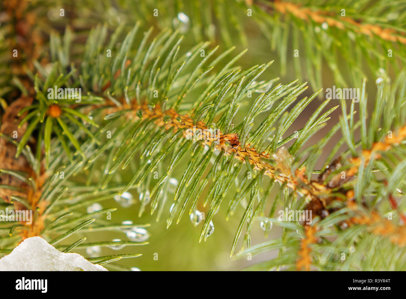 Conifer branch in nature, note shallow depth of field Stock Photo - Alamy
