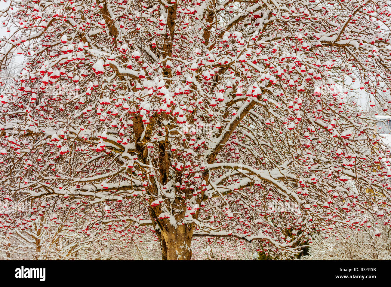 Mountain ash tree loaded with fresh snow on Christmas in Whitefish ...