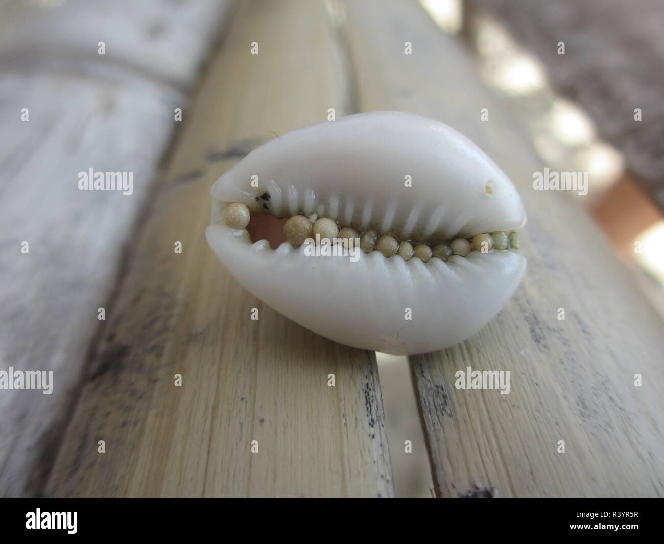 Cowry snail hi-res stock photography and images - Alamy