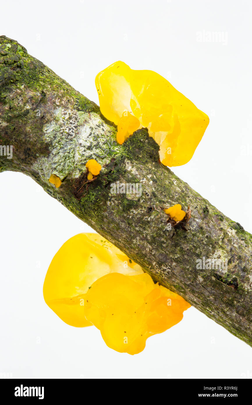 Fungus background hi-res stock photography and images - Alamy