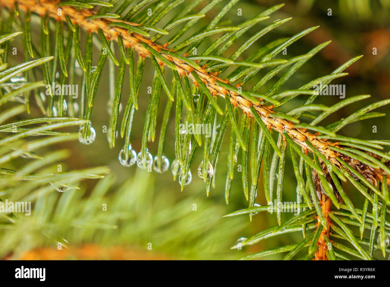 Conifer branch in nature, note shallow depth of field Stock Photo - Alamy