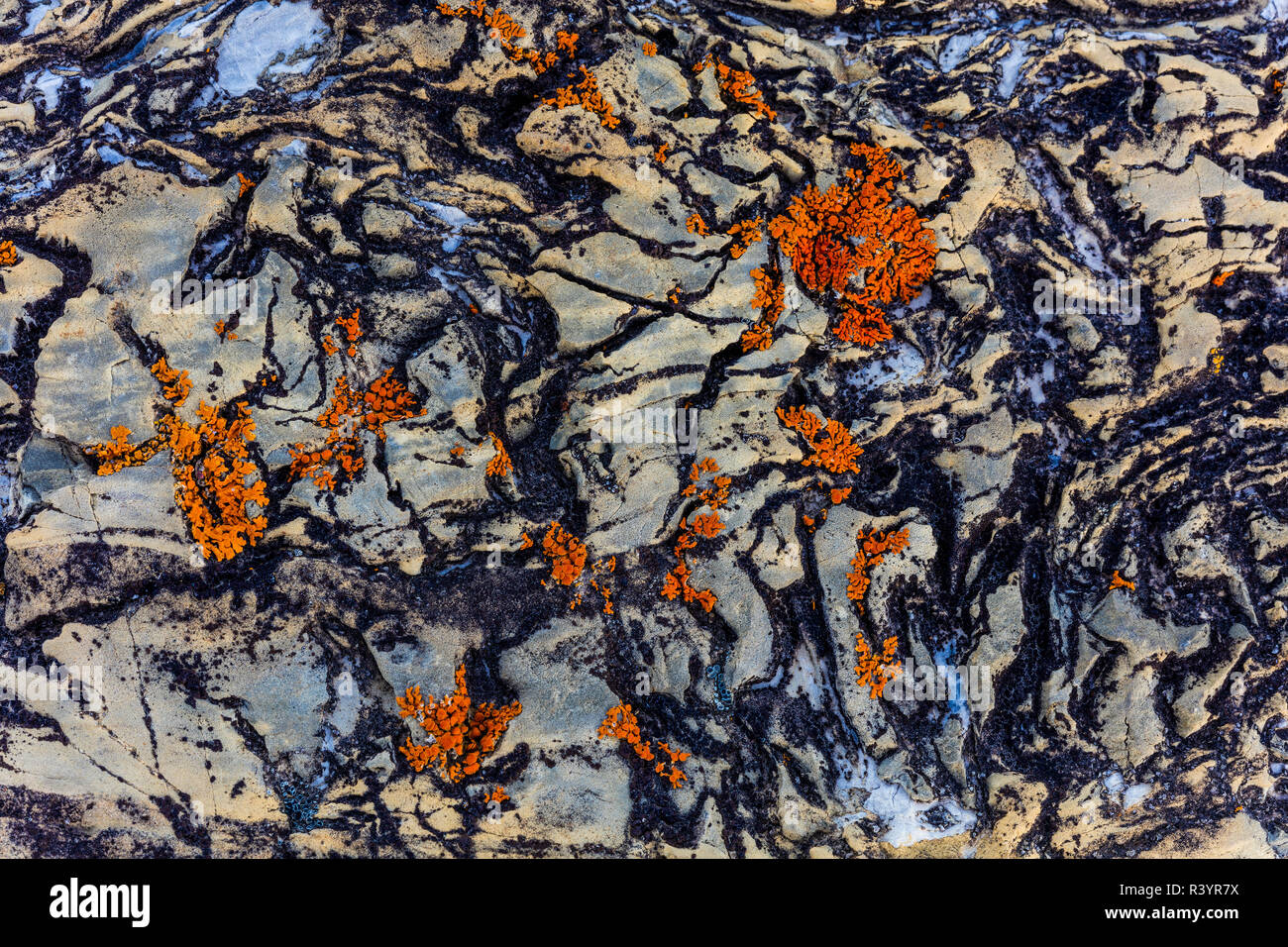 Colorful lichen encrusted rock in Glacier National Park, Montana, USA ...