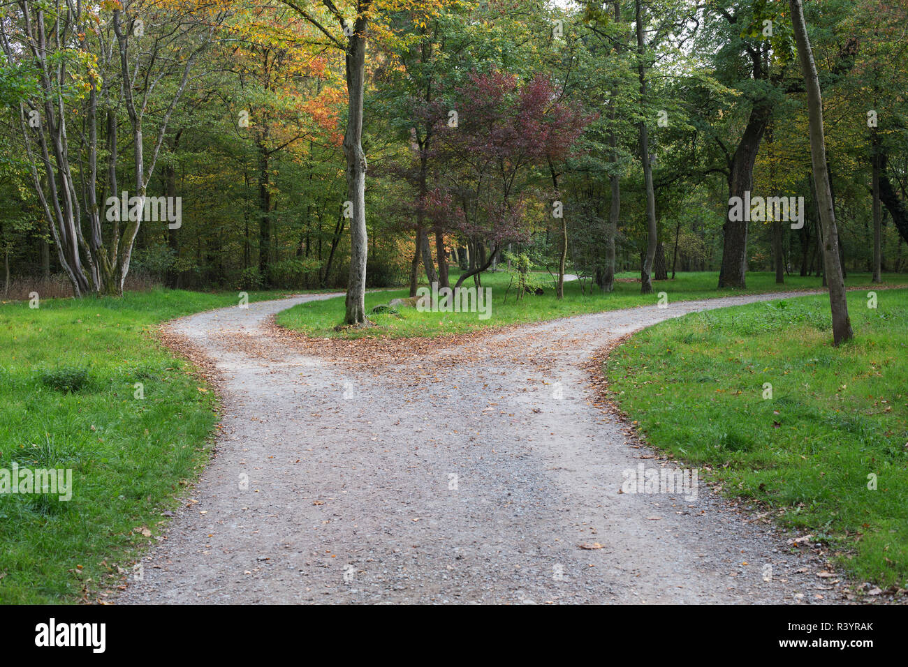right or left? a fork in the forest Stock Photo - Alamy