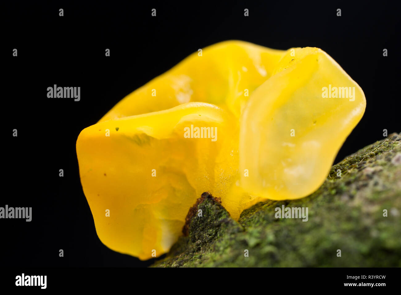 Yellow brain fungus uk hi-res stock photography and images - Alamy