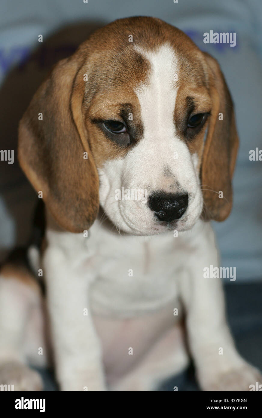 Beagle puppy hi-res stock photography and images - Alamy