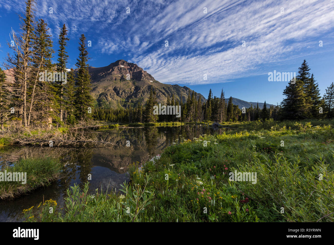 Wildflowers along beaver pond in the Two Medicine Valley of Glacier ...