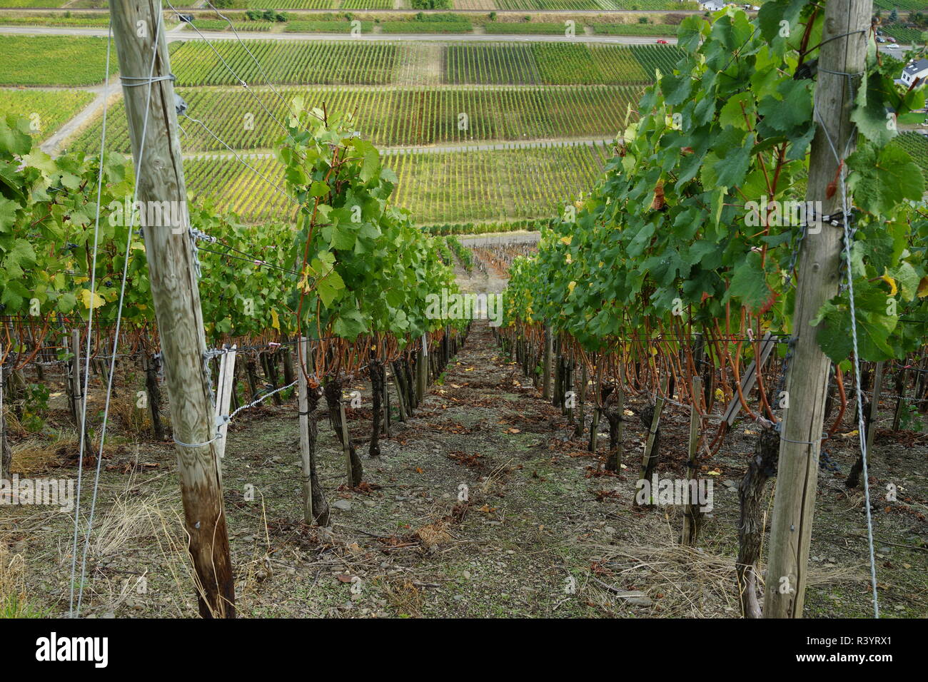 Grapevines in a vineyard Stock Photo - Alamy