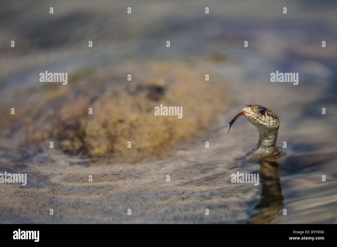 Western Terrestrial Garter snake in the Flathead River in the Flathead ...
