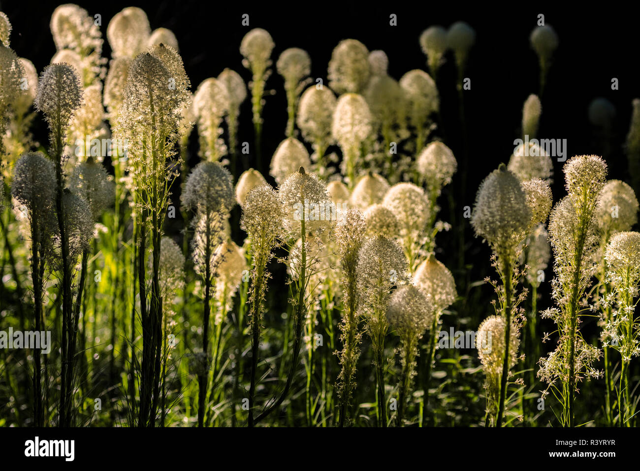 Bear grass bloom in Glacier National Park, Montana, USA Stock Photo - Alamy