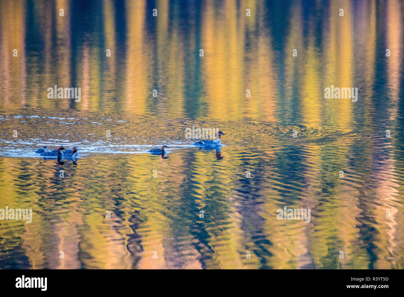 Common merganser family swims through reflection on Two Medicine Lake ...