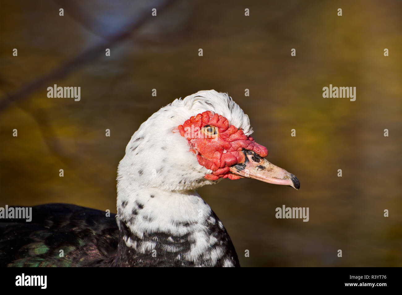 Hybrid duck breed hi-res stock photography and images - Alamy