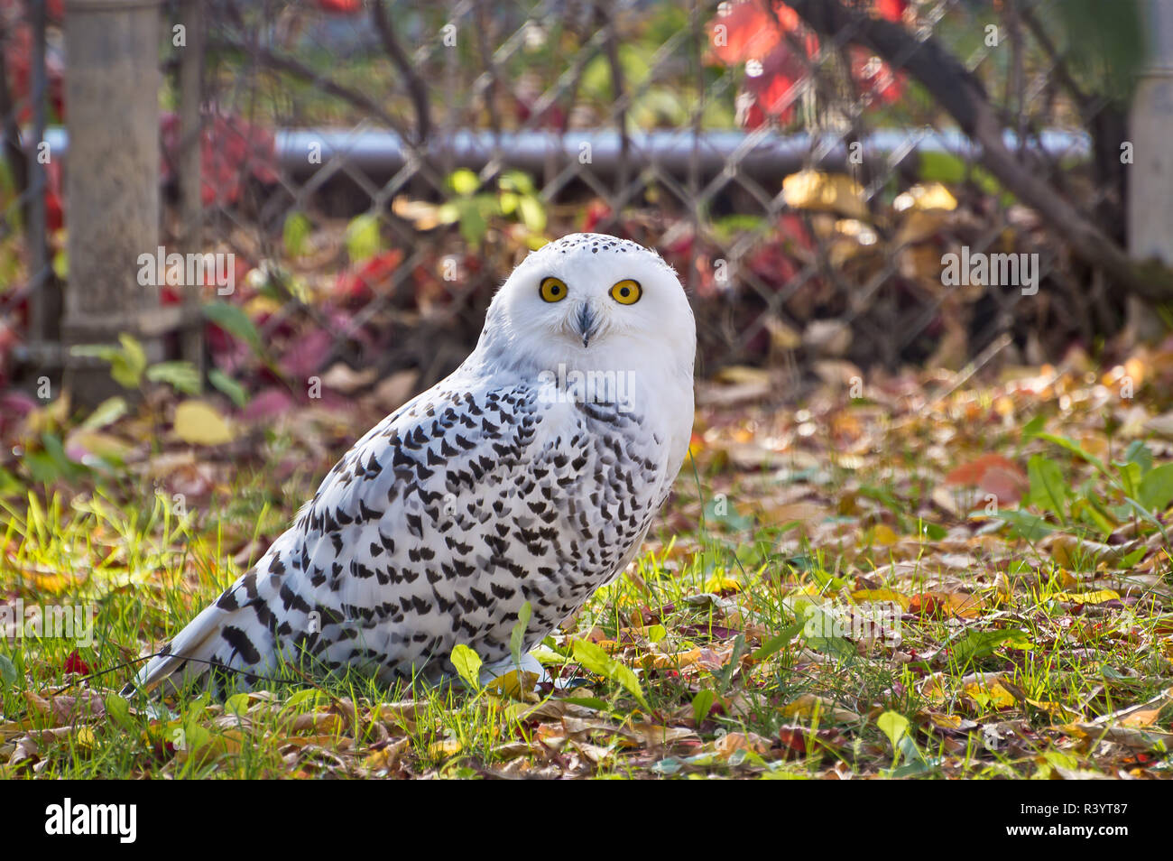 Snowy Owl Staring At Camera Stock Photo - Alamy