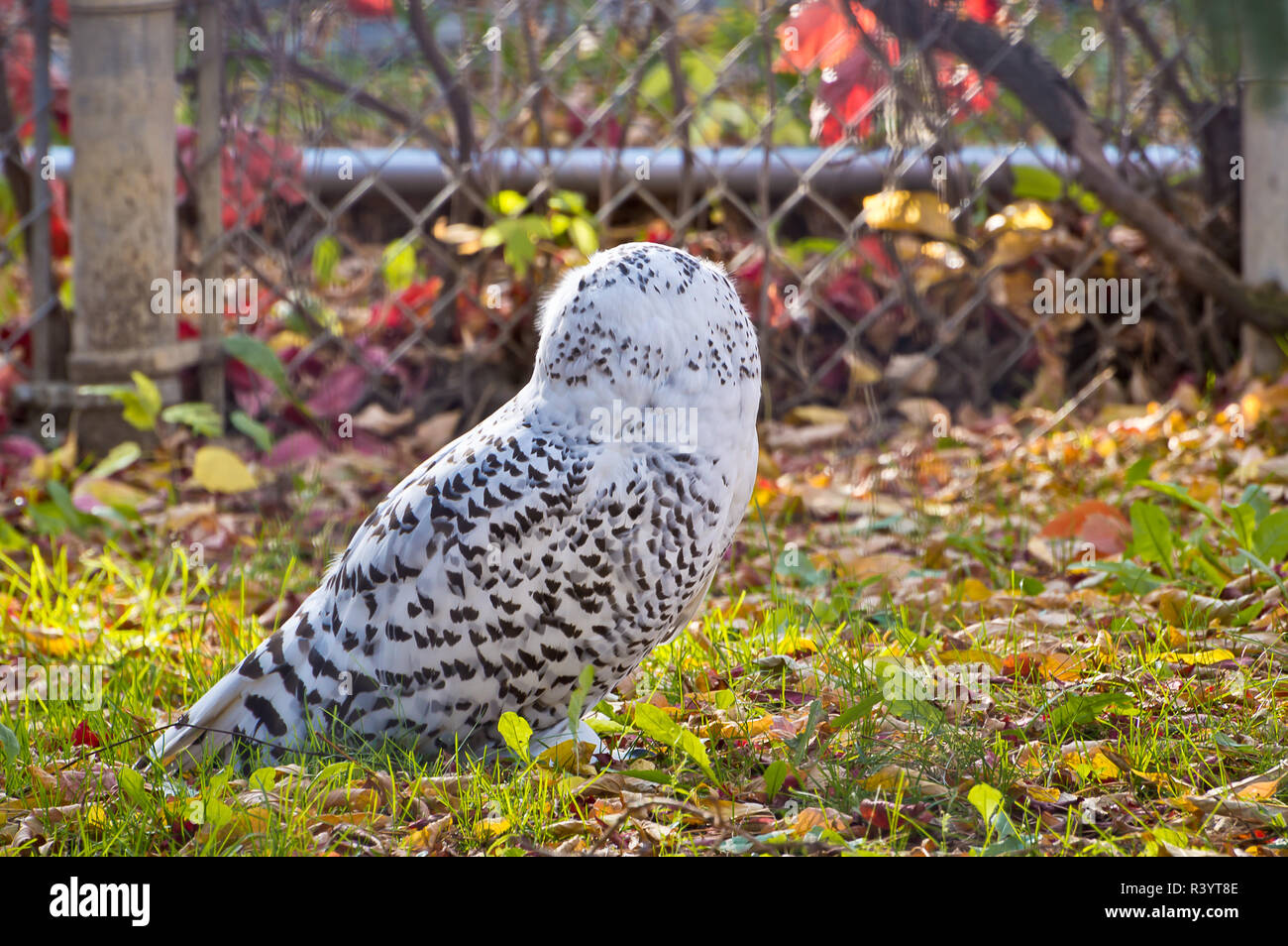 Snowy Owl from Behind Stock Photo - Alamy