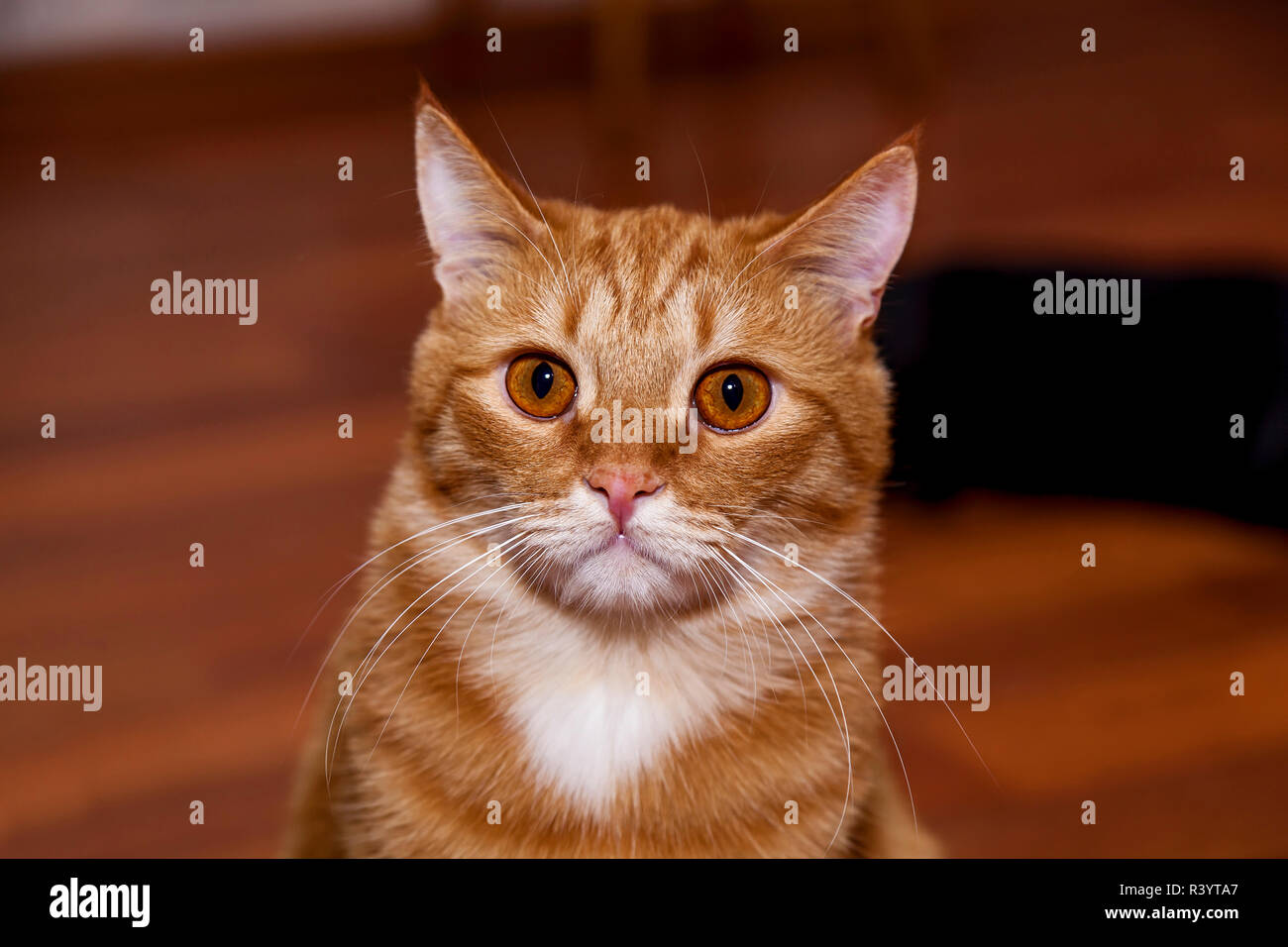 Red cat with a funny muzzle and large round eyes close-up Stock Photo ...