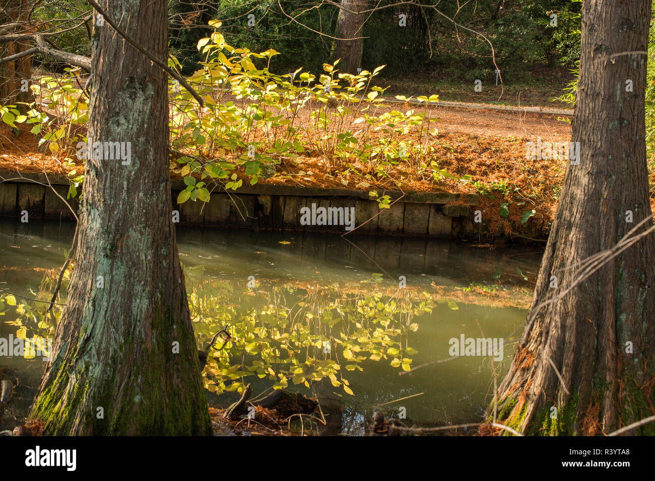 Trees in a small pond in autumn in the view Stock Photo - Alamy