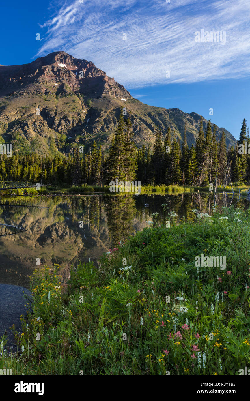 Wildflowers along beaver pond in the Two Medicine Valley of Glacier ...