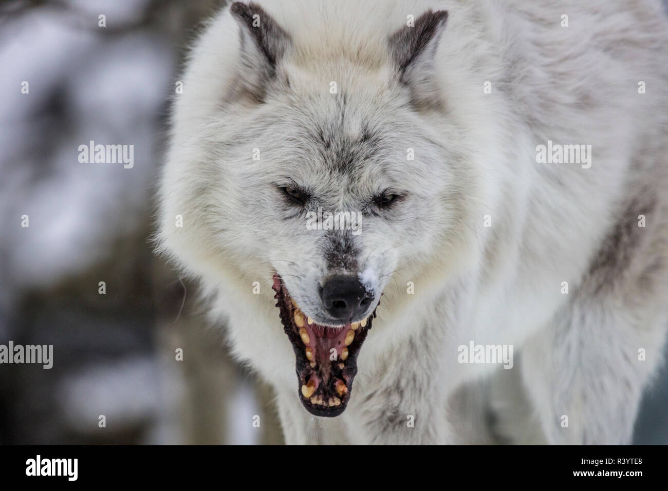 Captive gray wolf portrait at the Grizzly and Wolf Discovery Center in ...