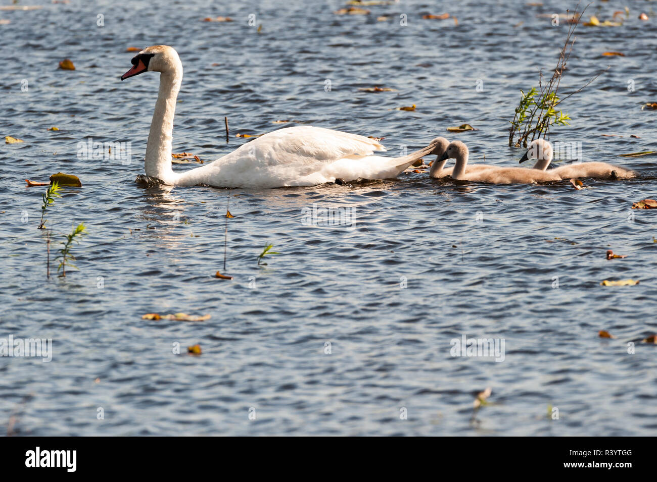 Adolescent swans following their mother Stock Photo - Alamy