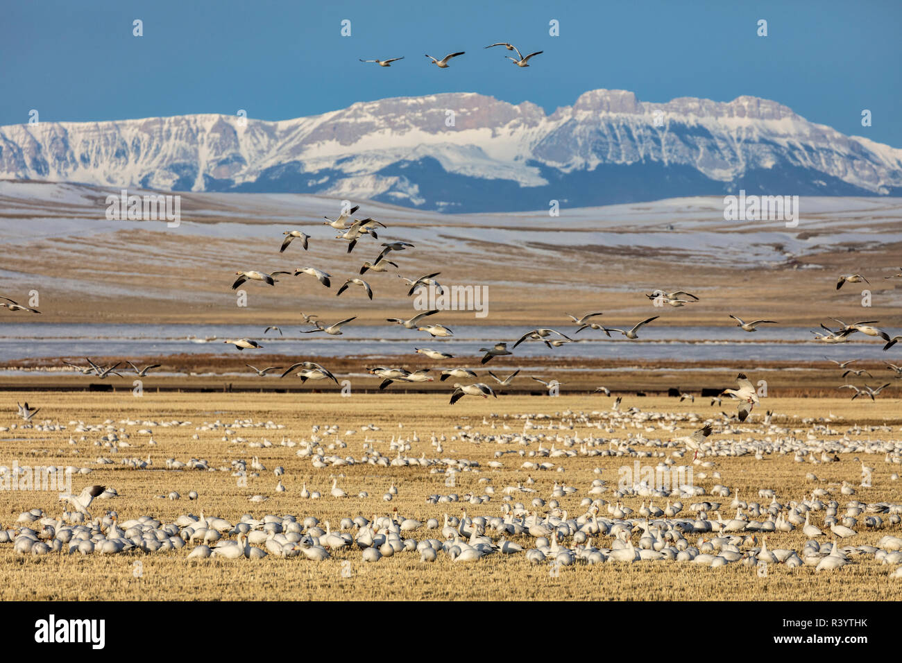 Snow geese feeding in barley field stubble near Freezeout Lake Wildlife ...