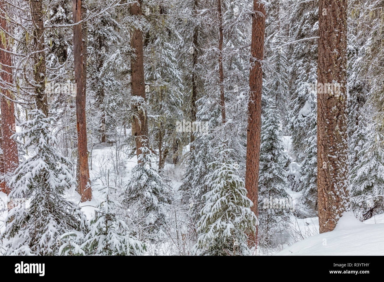 Stillwater State Forest High Resolution Stock Photography and Images ...