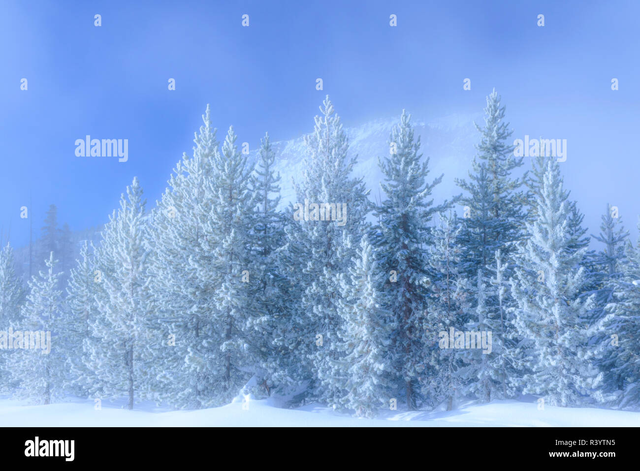 USA, Montana, Yellowstone National Park, winter scene Stock Photo - Alamy
