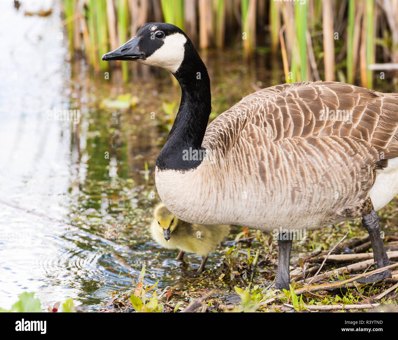 Hiding Goose High Resolution Stock Photography and Images - Alamy