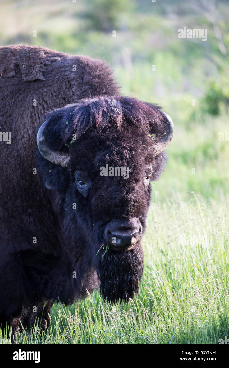 USA, Montana. National Bison Range, Bison Stock Photo - Alamy