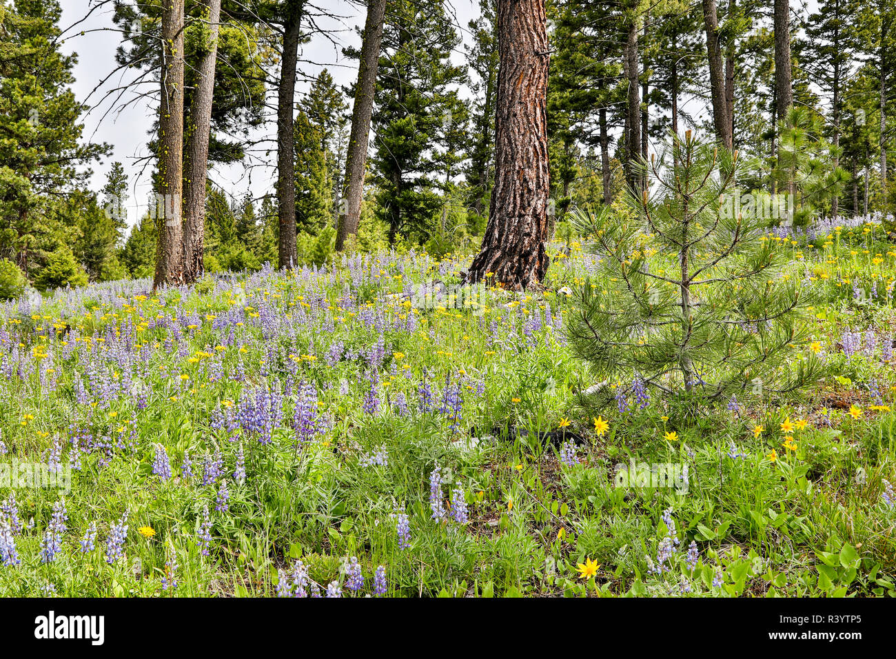 Garnet flowers hi-res stock photography and images - Alamy