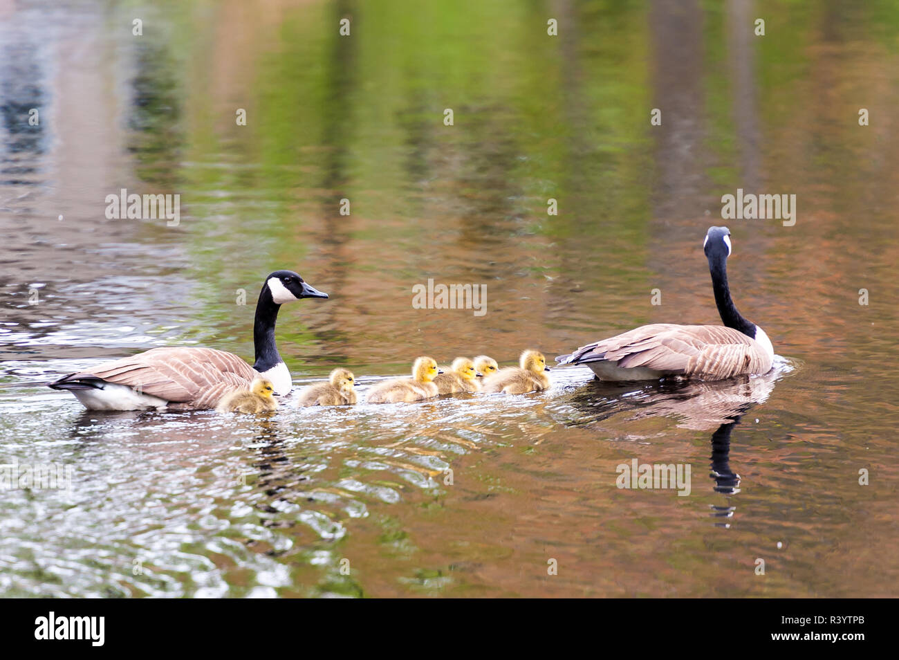Baby Canadian Geese Swimming