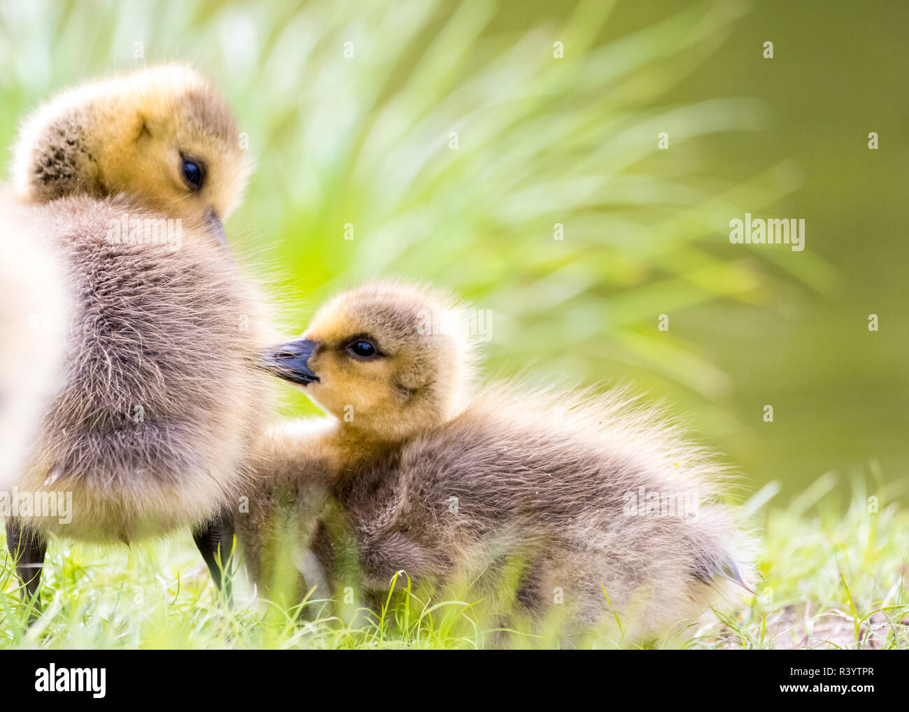 Baby Canada Geese cuddling in the grass Stock Photo - Alamy