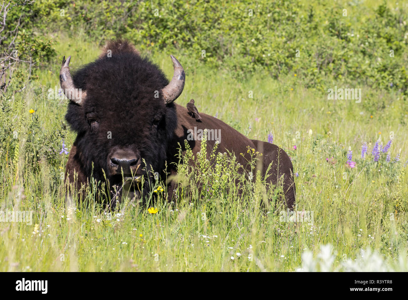 Usa, Montana, National Bison Range, Bison with a Bird on its Back Stock ...