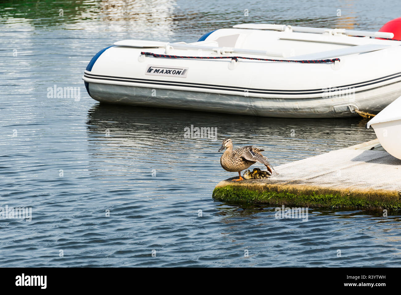 Mother duck protecting her babies from the sun Stock Photo - Alamy